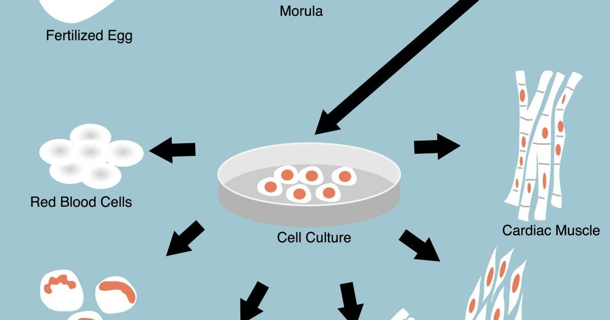 MS-related Research Accelerates Brain Cell Production to a Few Days