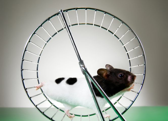 MS Paralysis Reversed in Mouse Model by Researchers Using Novel ...