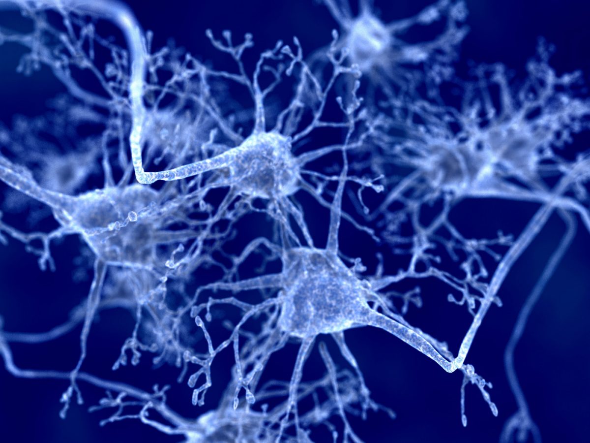 Boosting Cholesterol Recycling in Brain May Facilitate MS Myelin Repair