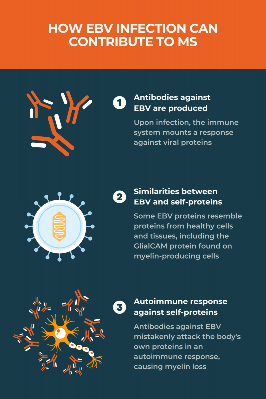 Epstein-Barr virus and MS