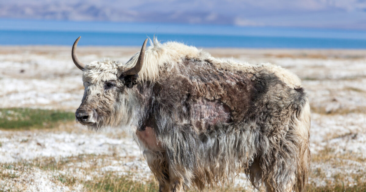Scientists studying yak genetics discover myelin repair mechanism